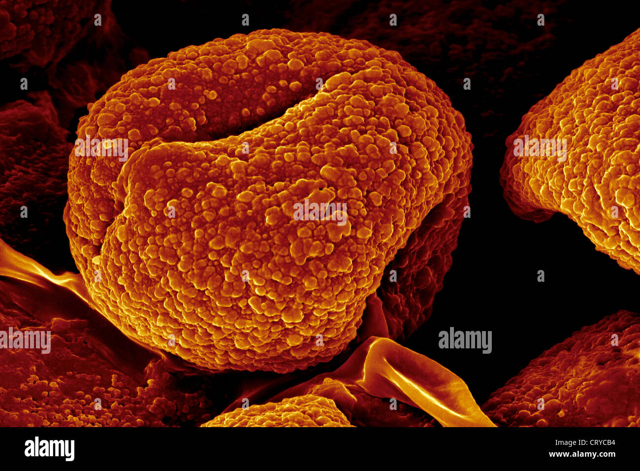 Pollen grains electron micrograph hi-res stock photography and images ...