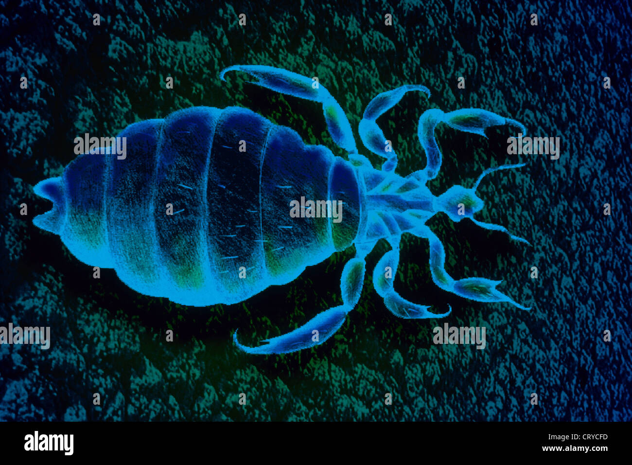 Insect sem hi-res stock photography and images - Alamy