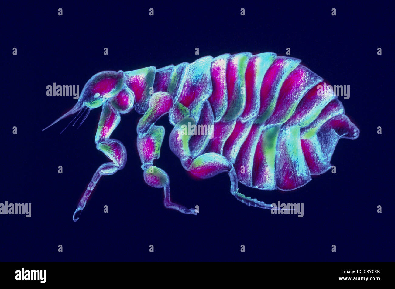Flea illustration hi-res stock photography and images - Alamy