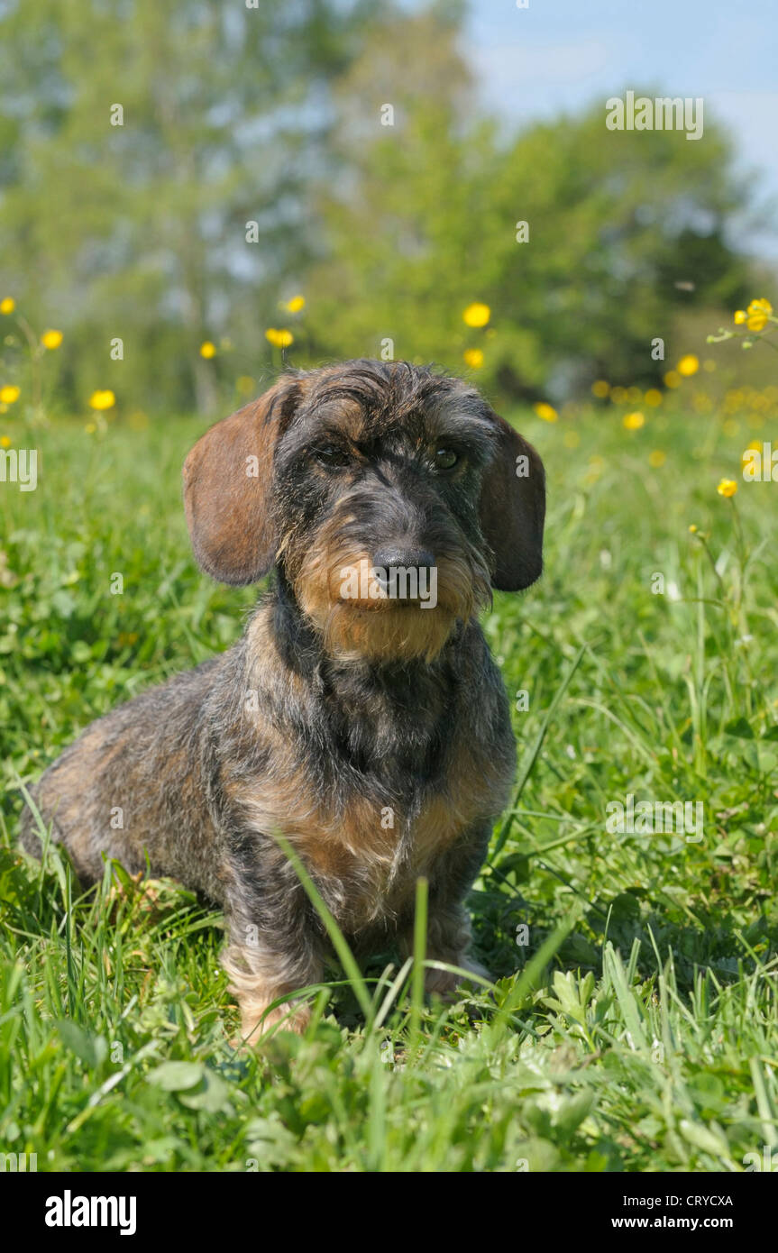 Miniature Wire-haired Dachshund sitting meadow Stock Photo - Alamy
