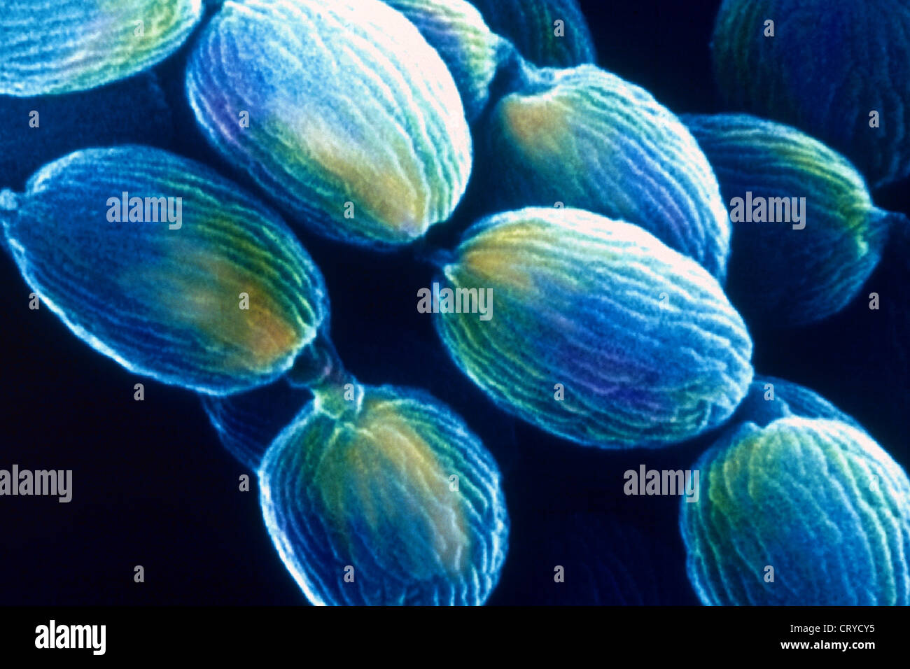 Aspergillus terreus hi-res stock photography and images - Alamy