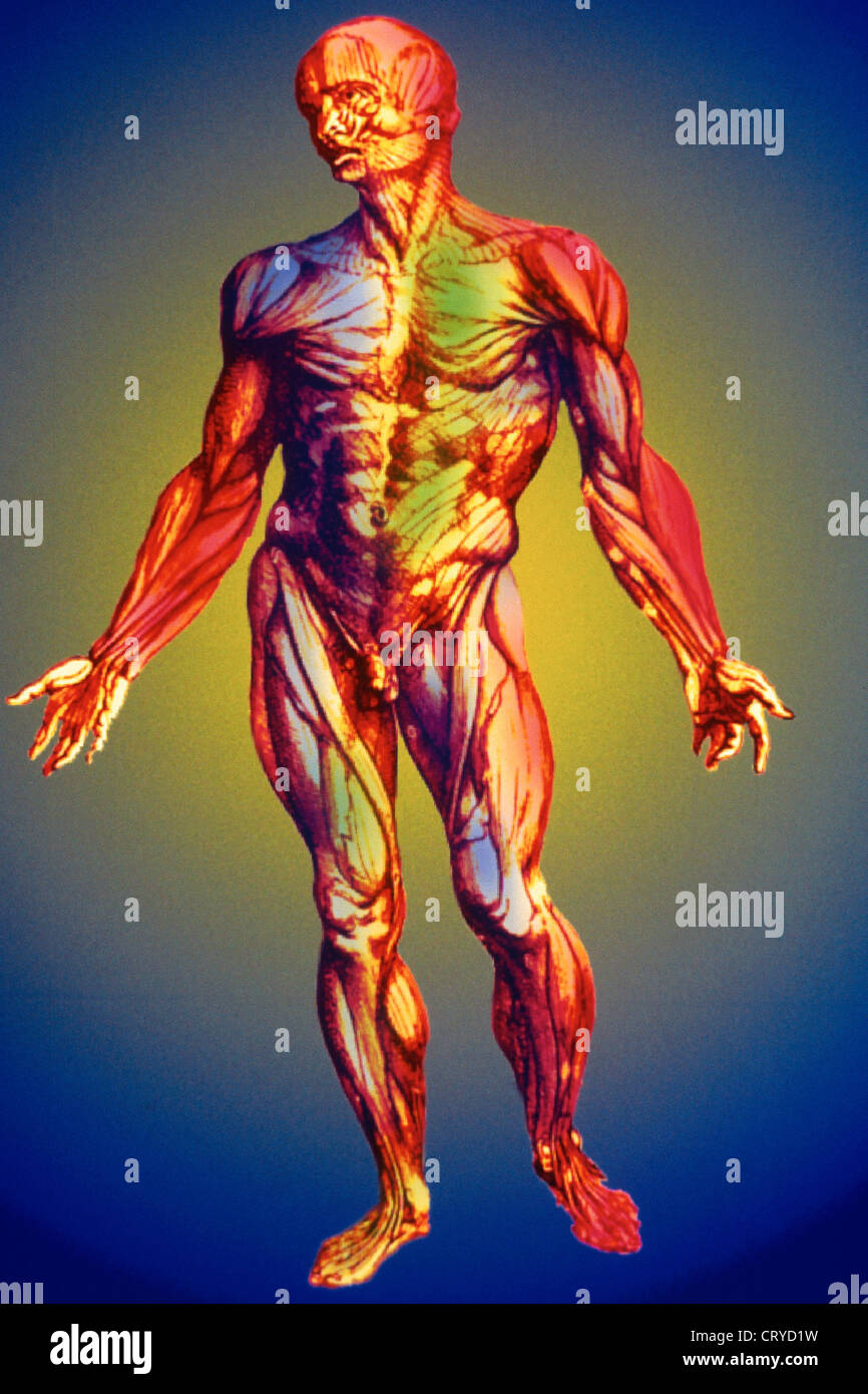 Striated Muscles Stock Photos & Striated Muscles Stock Images - Alamy