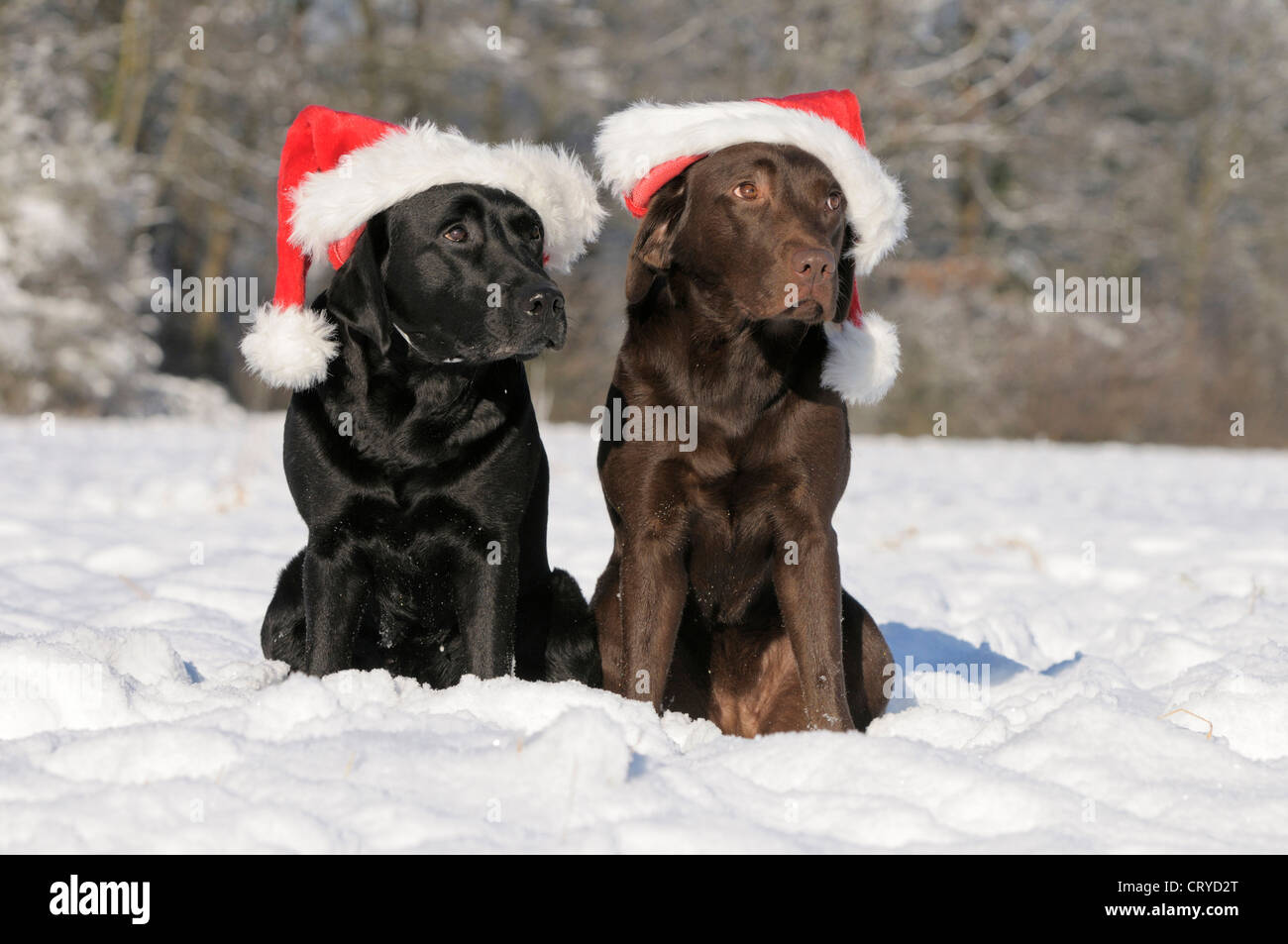Black labrador christmas hi-res stock photography and images - Alamy