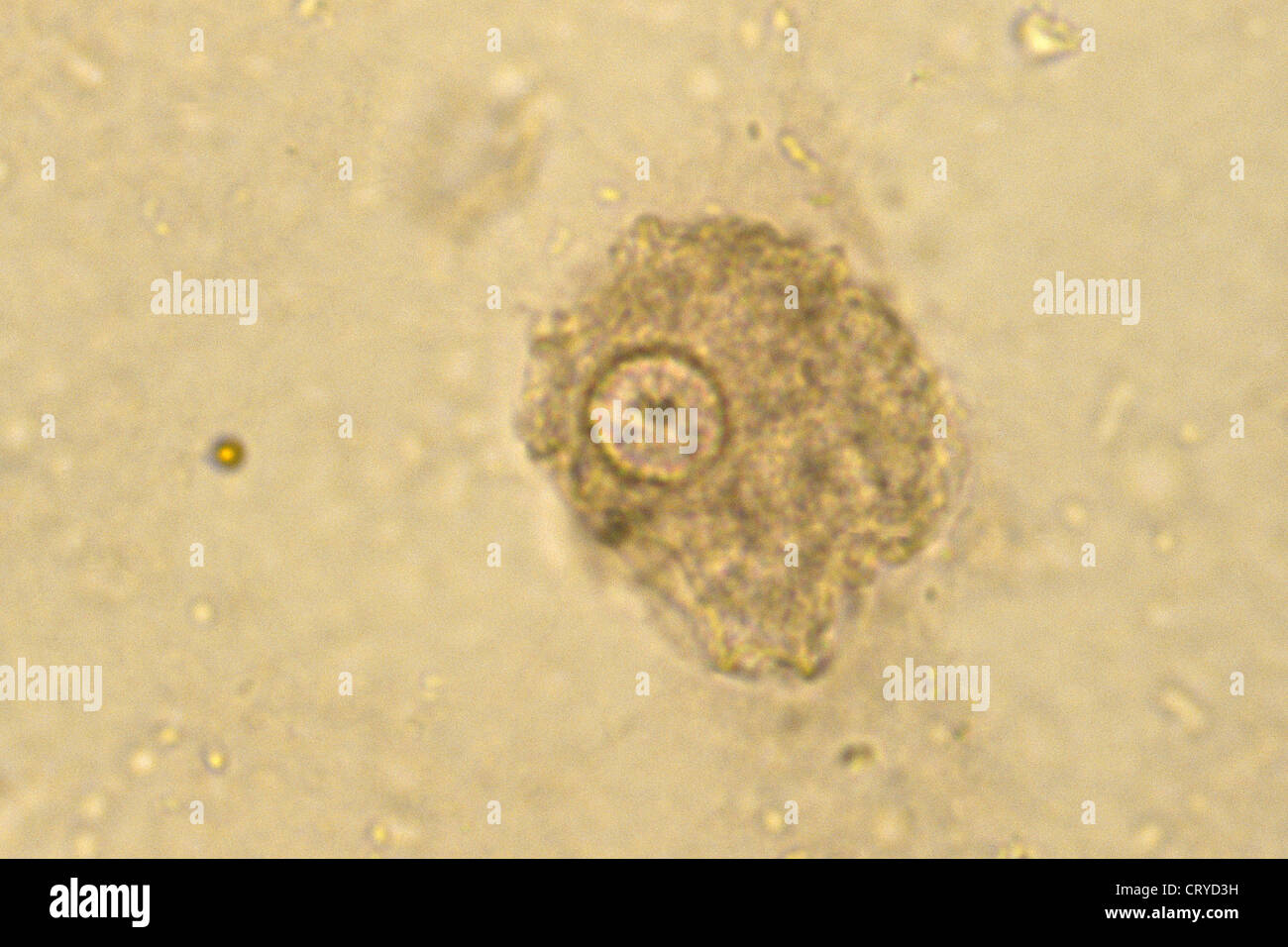 Amebas hi-res stock photography and images - Alamy