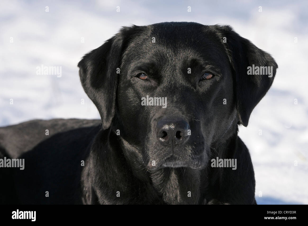 Black Labrador Retriever snow portrait Stock Photo - Alamy