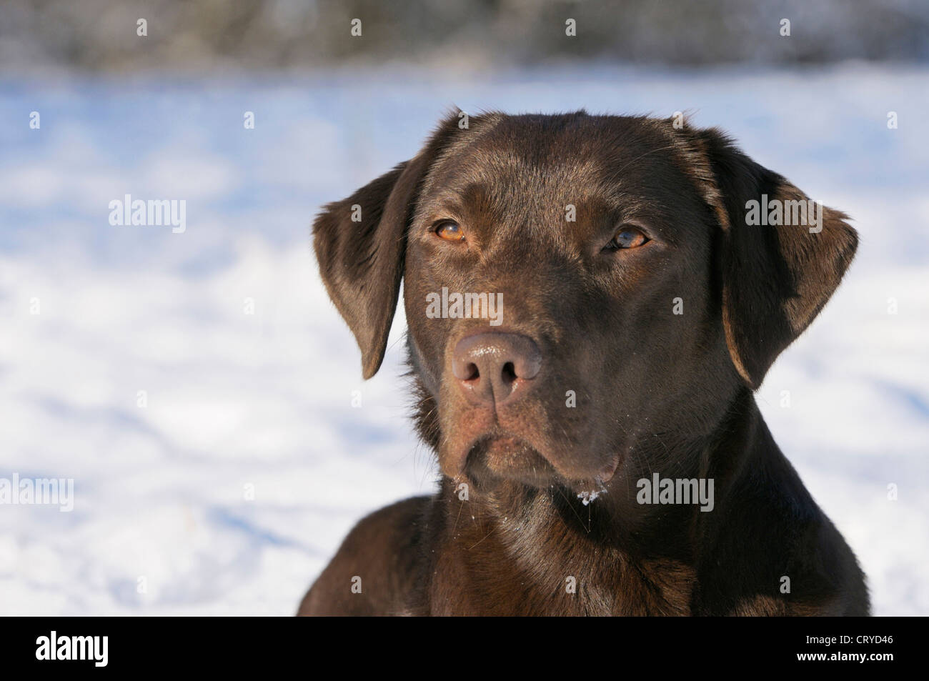 Chocolate Labrador Retriever snow portrait Stock Photo - Alamy