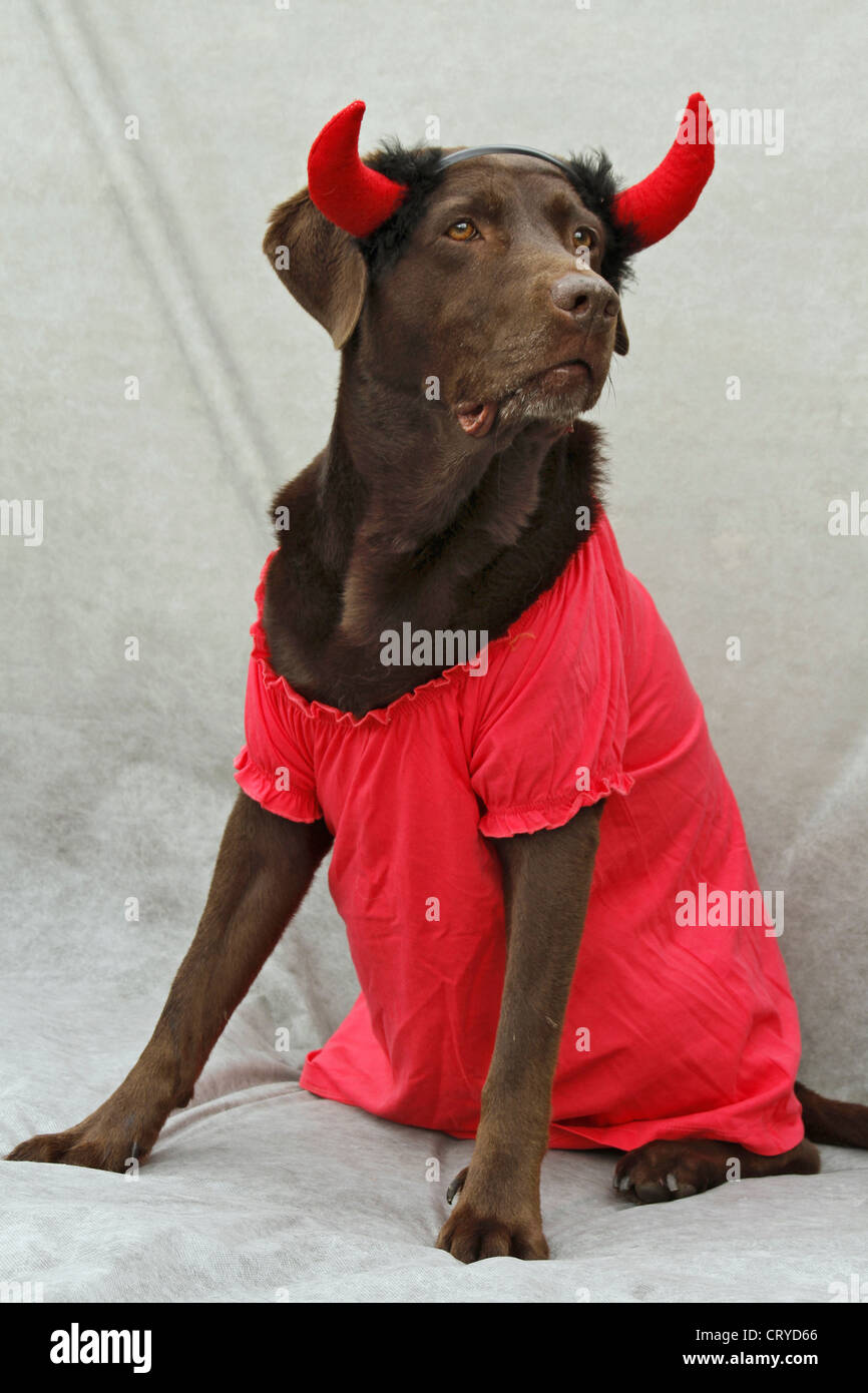 Dog dressed as devil hi-res stock photography and images - Alamy