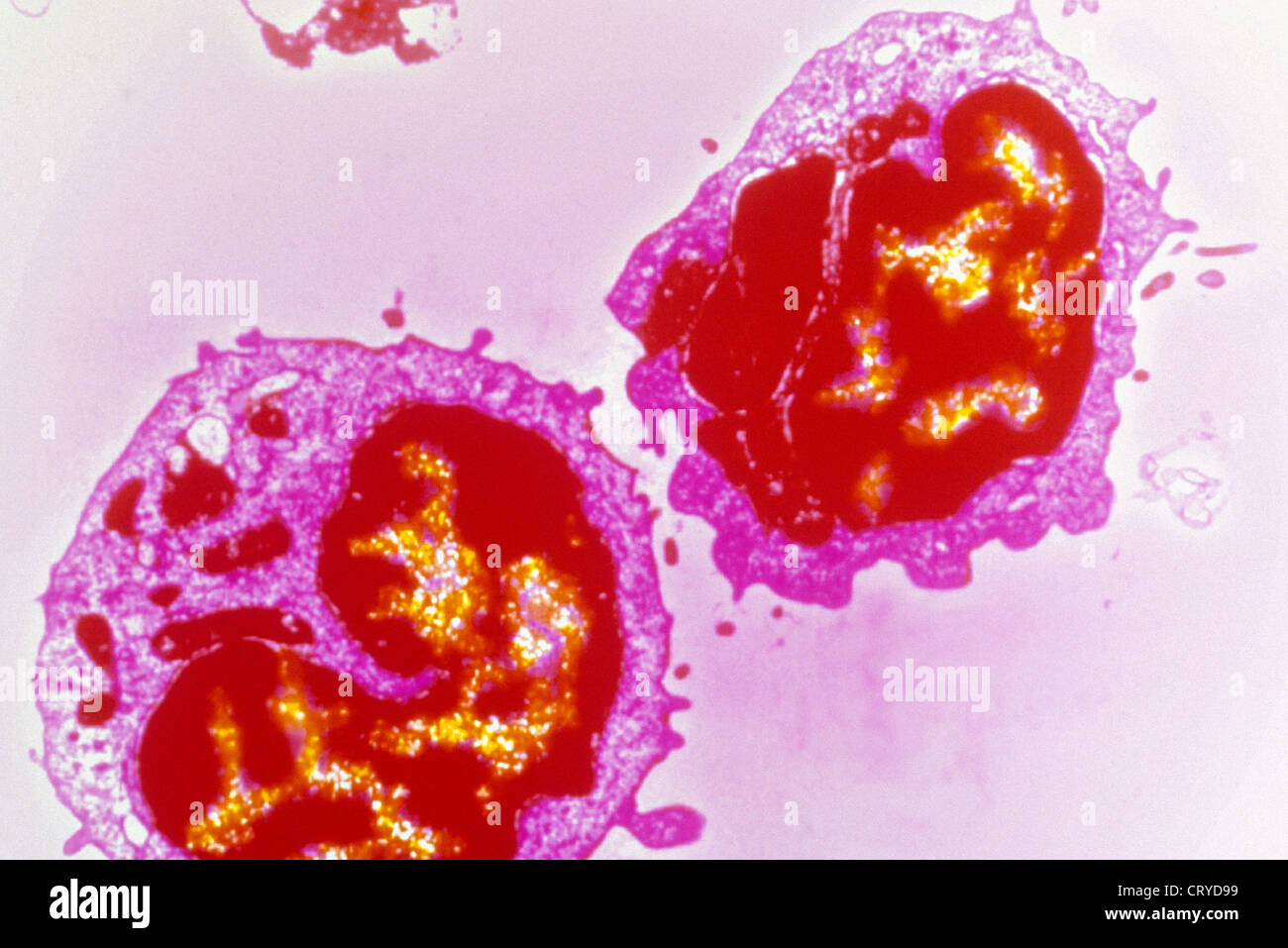 Macrophage hi-res stock photography and images - Alamy
