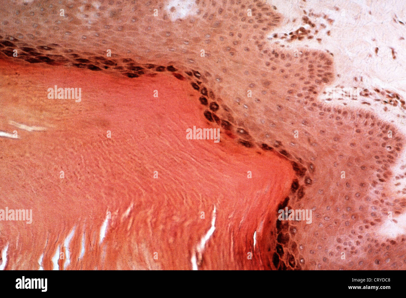 Histology Of Skin