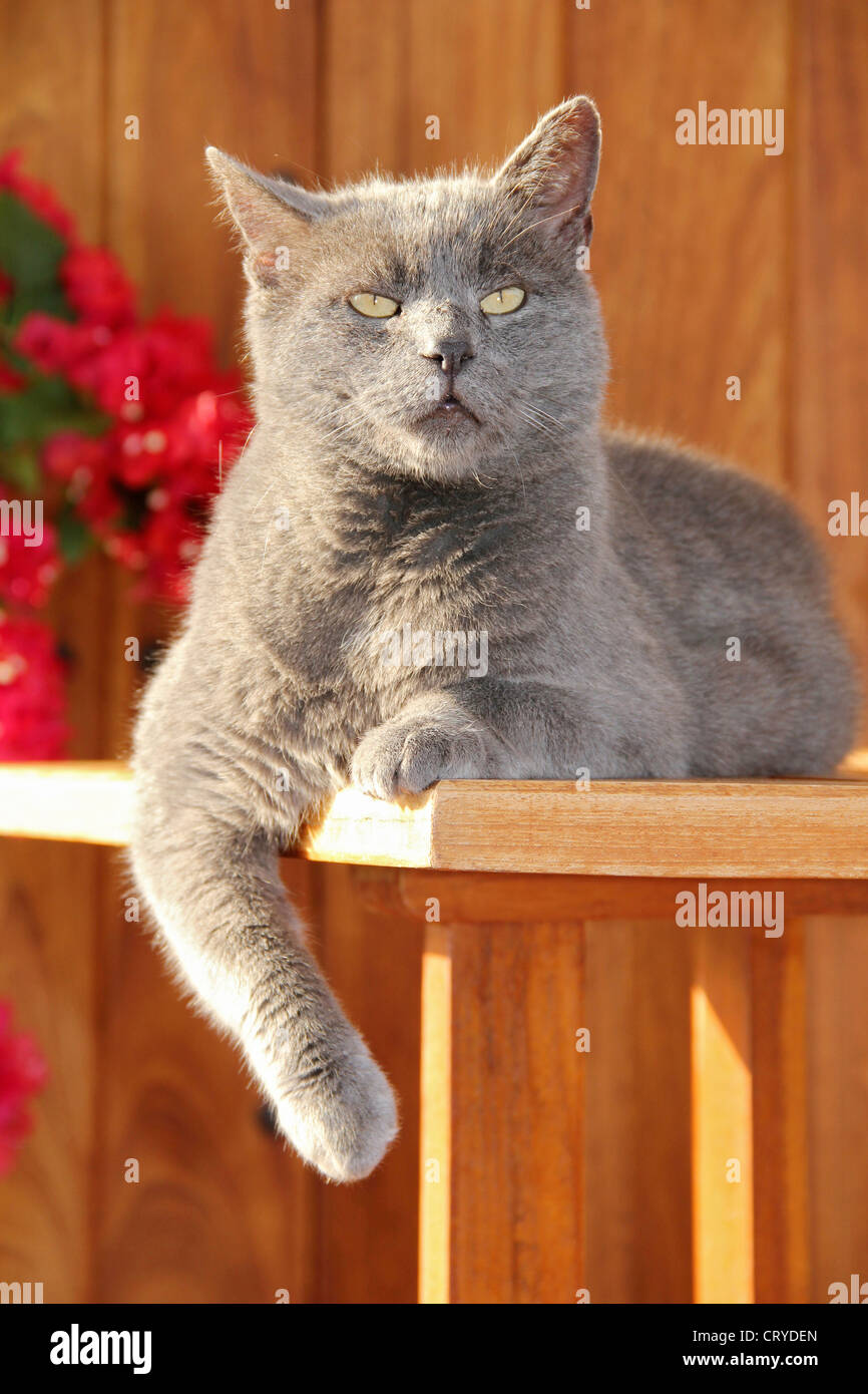 Domestic Cat Blue tomcat lying wooden table front flowering ...