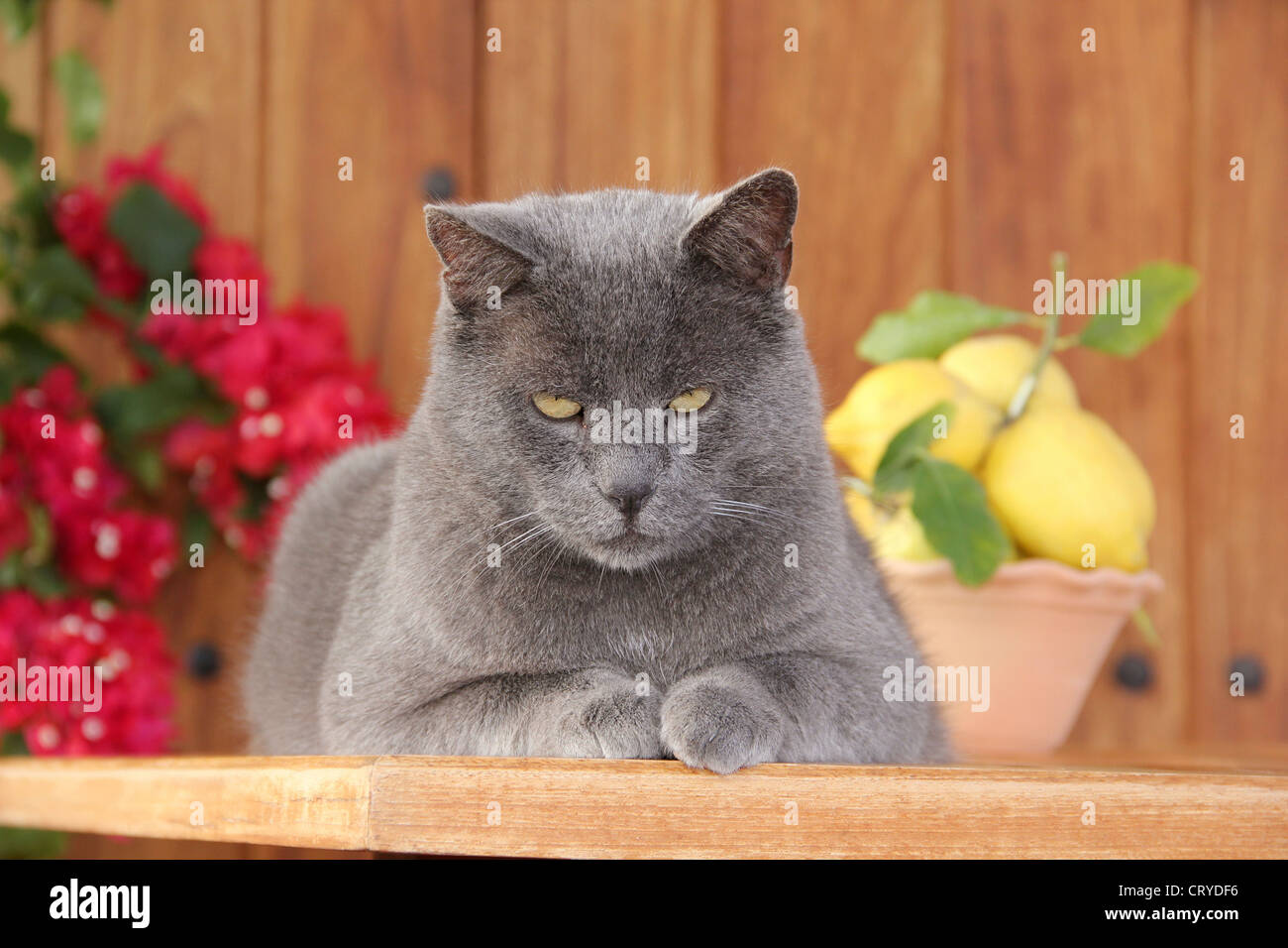 Domestic Cat Blue tomcat lying wooden table beside flowering ...