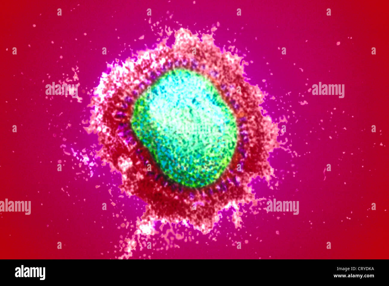 INFLUENZA A VIRUS, TEM Stock Photo - Alamy