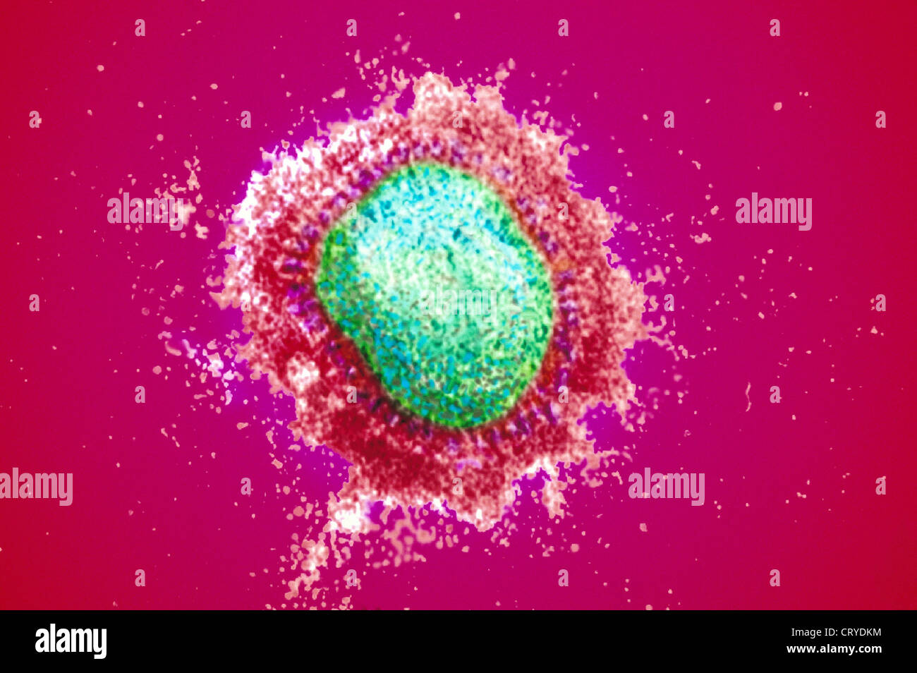 INFLUENZA A VIRUS, TEM Stock Photo - Alamy