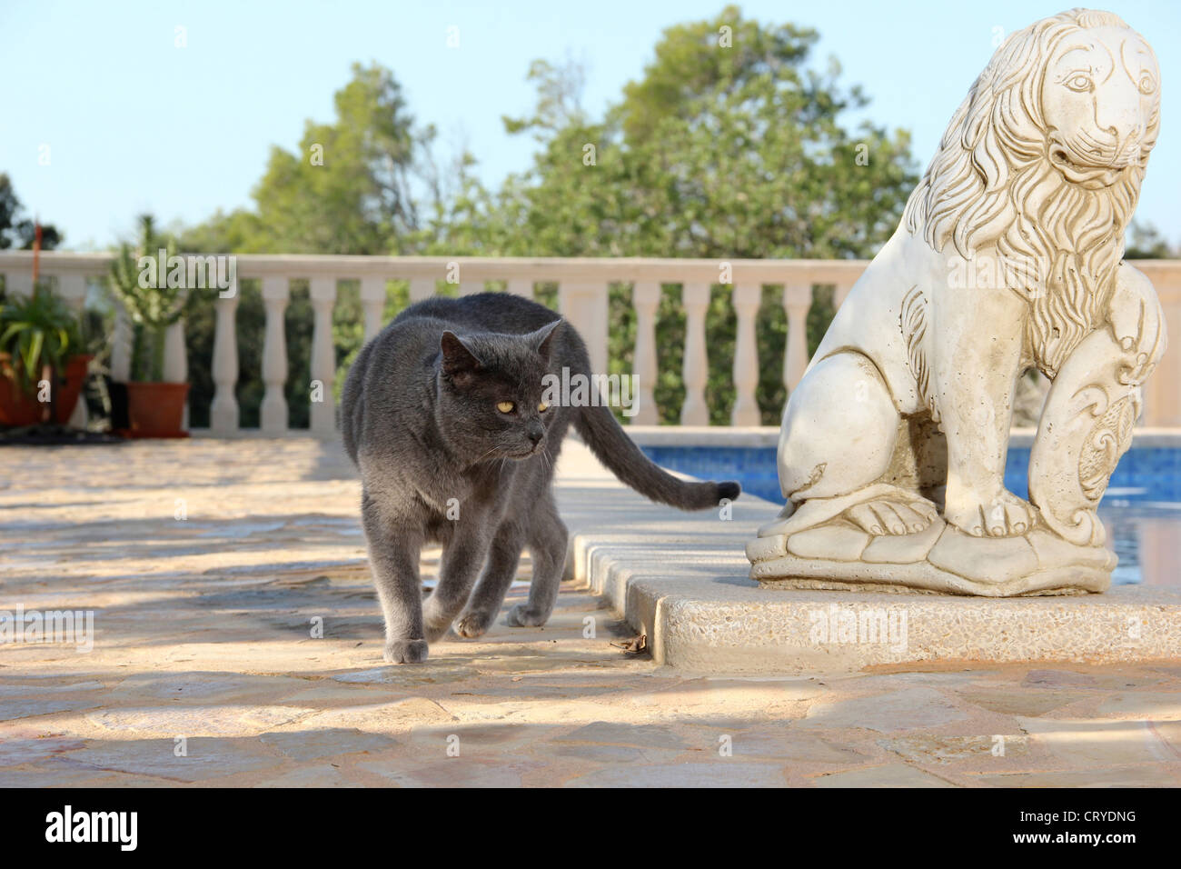 Domestic Cat Blue tomcat stalking around lion sculpture terrace Stock ...