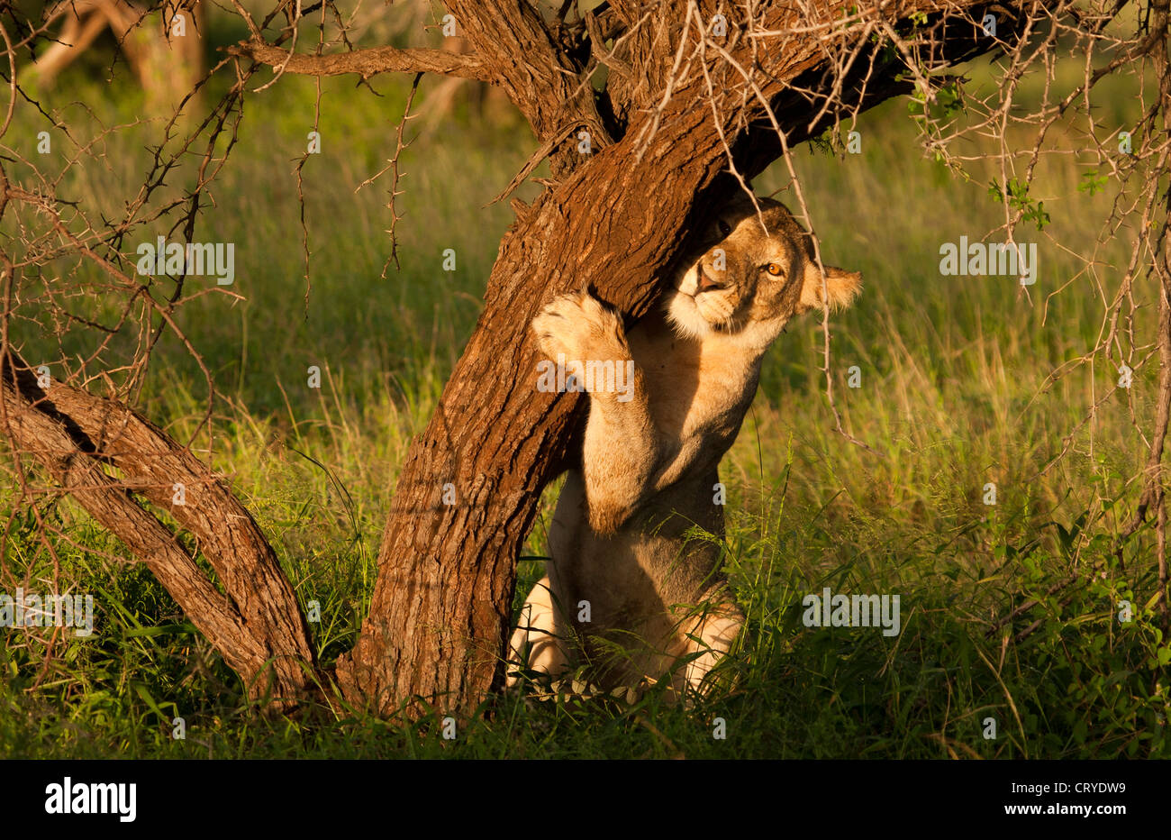 A lioness sharpening her claws on the stem of a tree in warm light ...