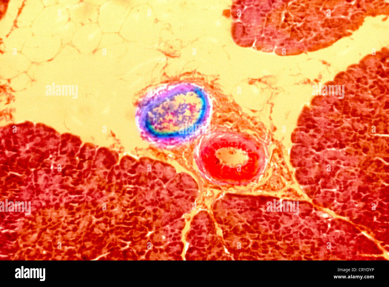 BLOOD VESSEL, HISTOLOGY Stock Photo - Alamy