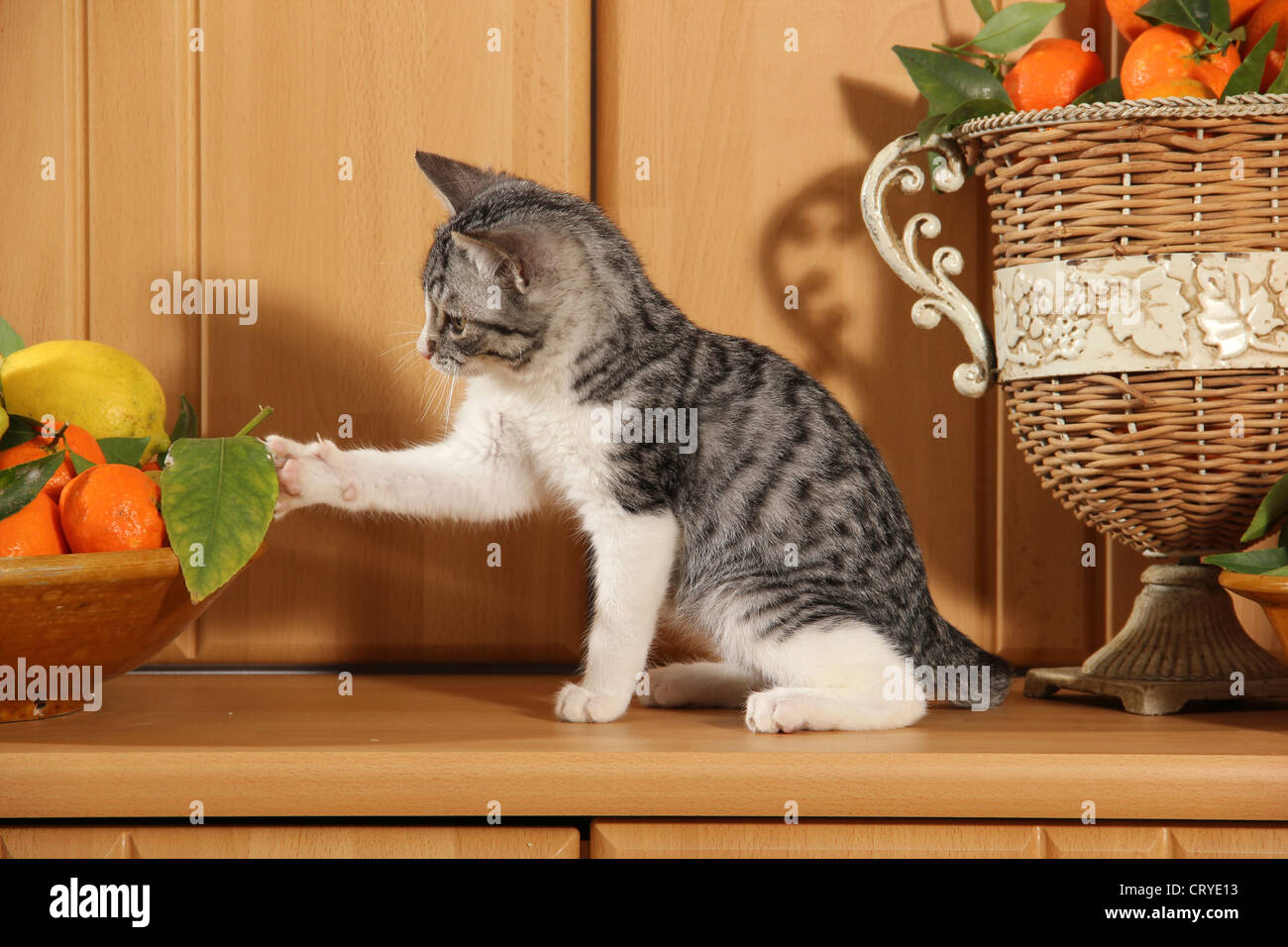 Domestic Cat Kitten sitting top sideboard while pawing mandarine leaf ...