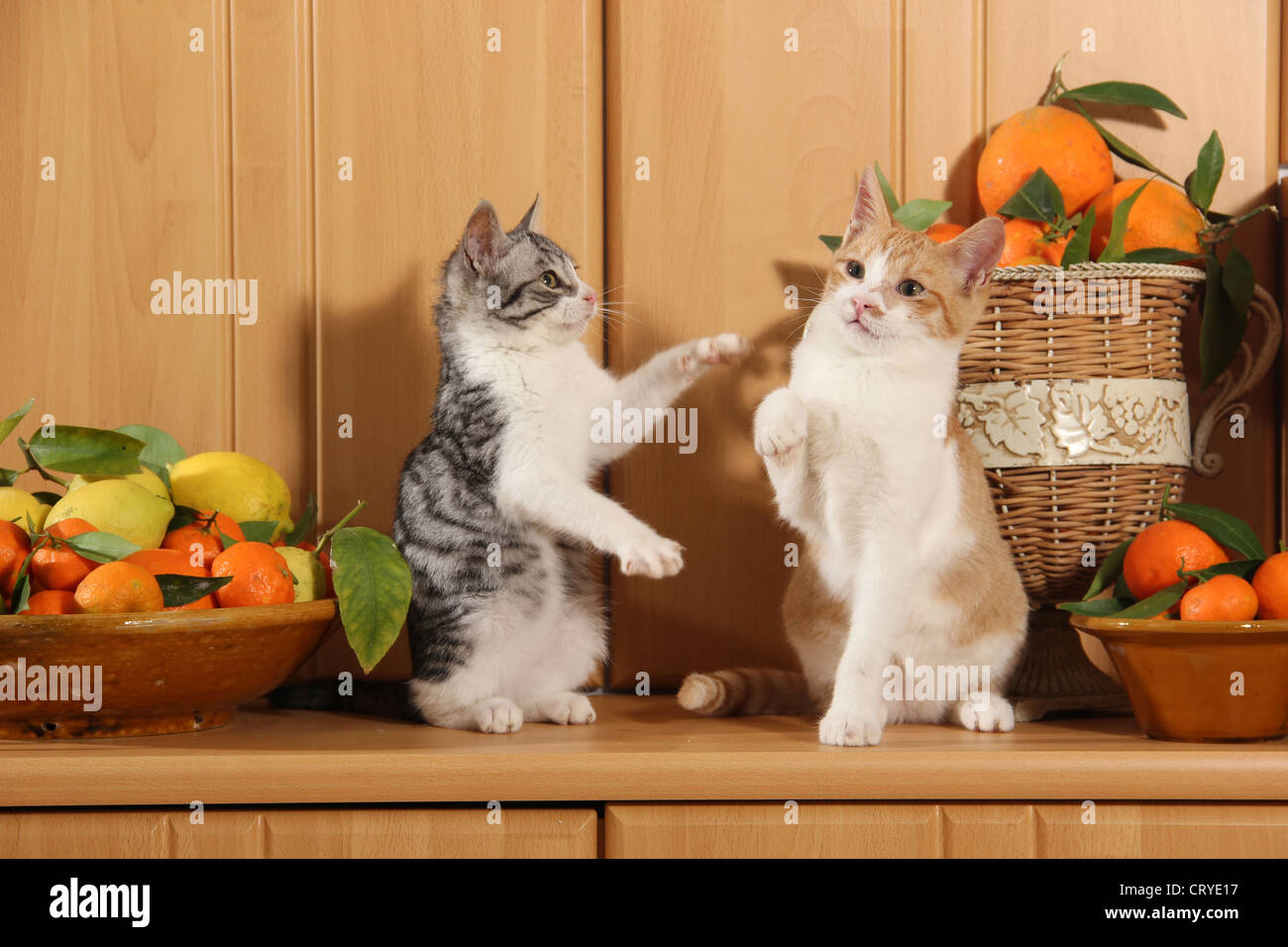 Domestic Cat Two kitten playing sideboard Stock Photo - Alamy
