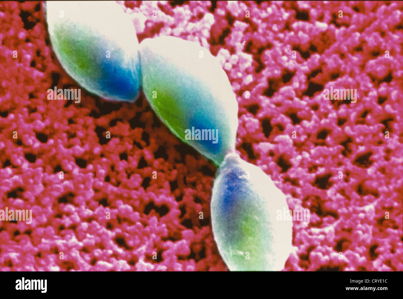 Toxoplasma gondii hi-res stock photography and images - Alamy