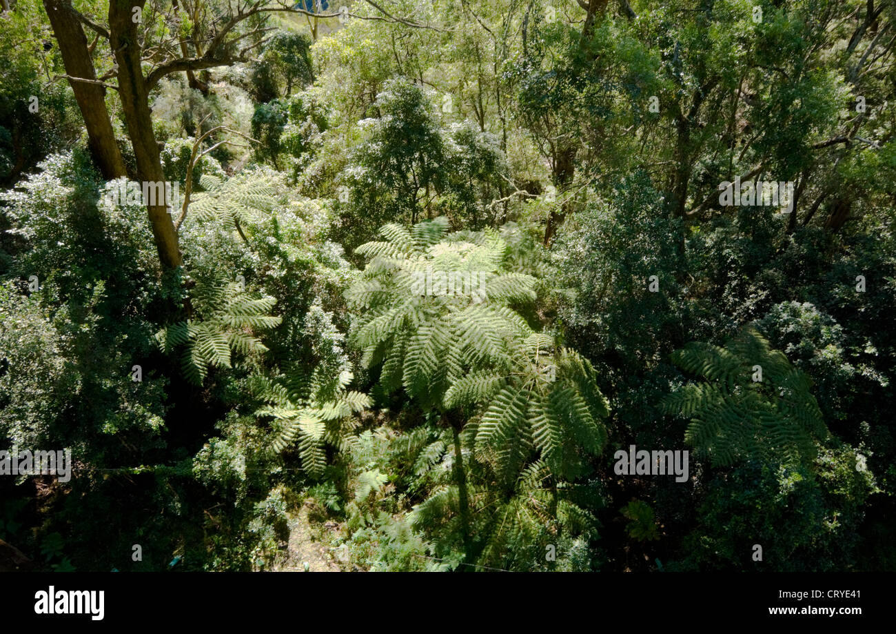 View over the forest from the Illawarra Fly Tree Top Walk, near ...