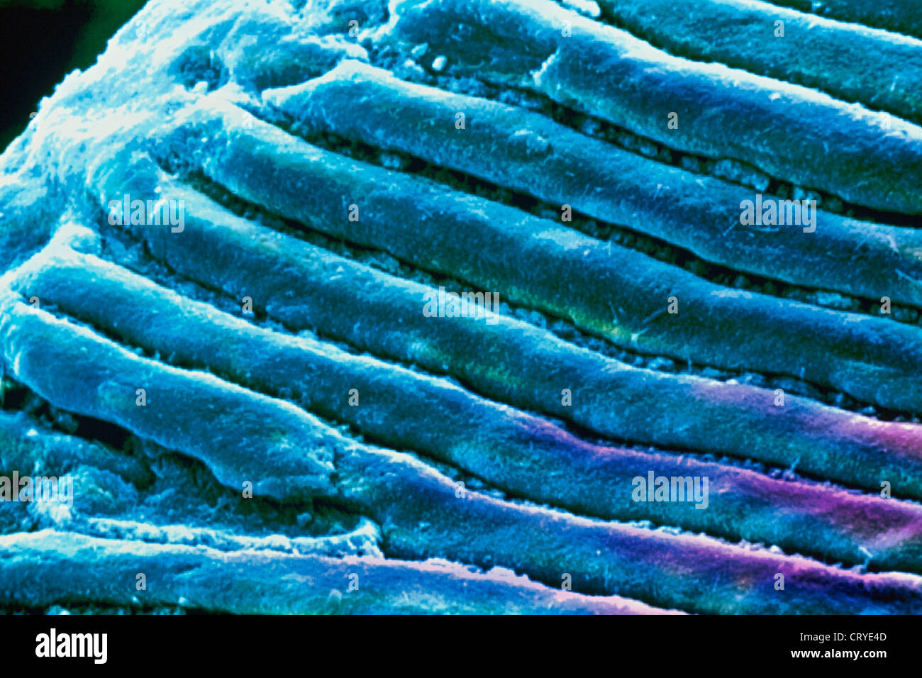 DENTAL ENAMEL, SEM Stock Photo - Alamy