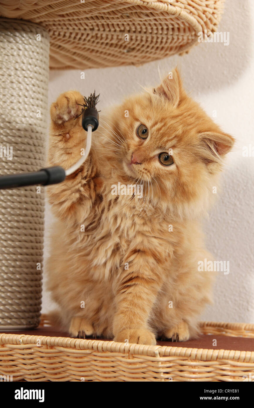 Domestic Cat Kitten sitting scratching pole while paeing toy Stock ...