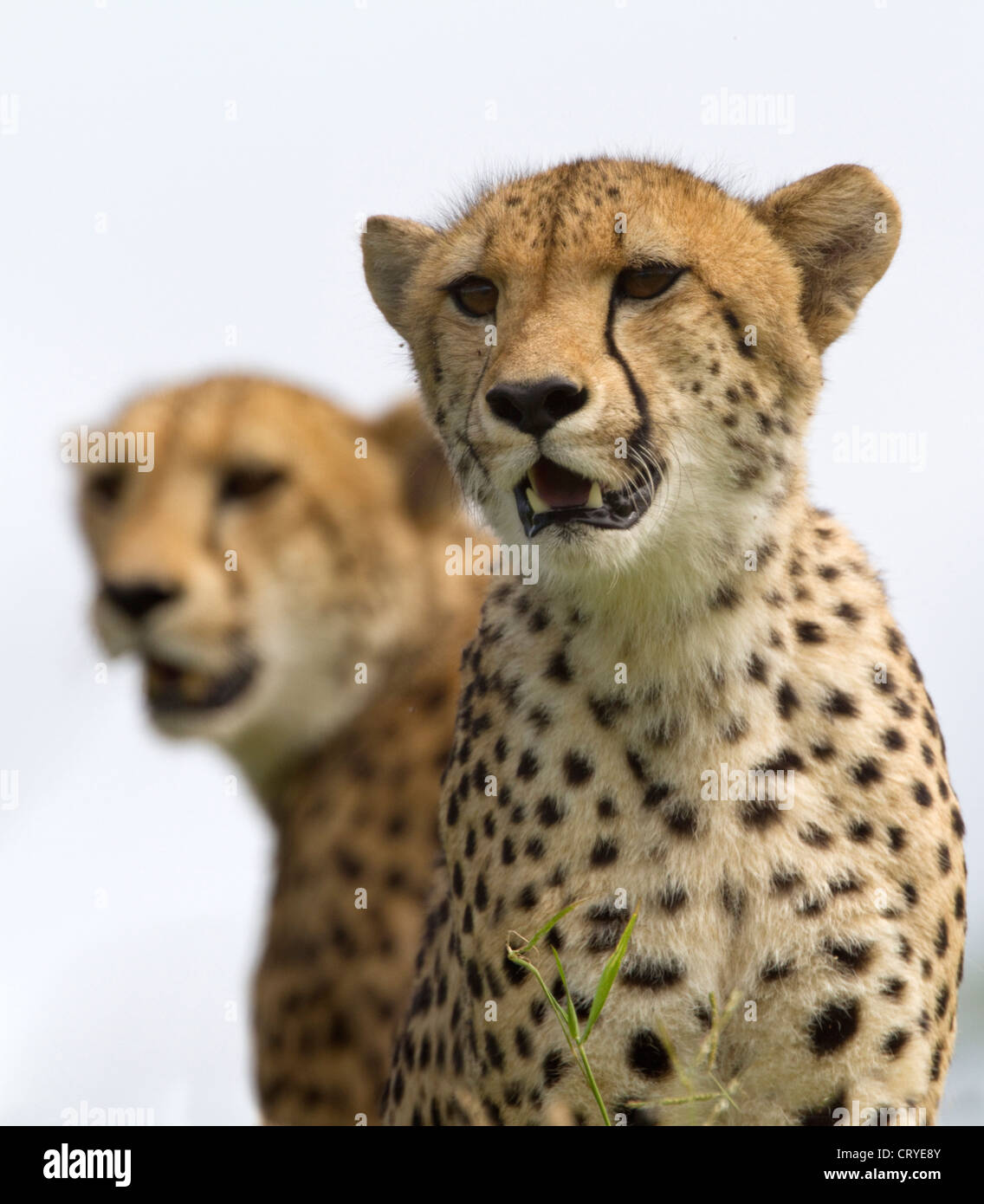 Cheetah vision hi-res stock photography and images - Alamy