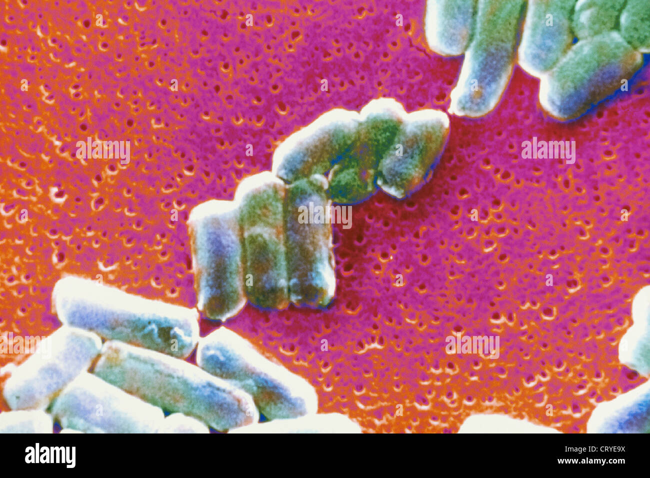 Clostridium perfringens bacteria hi-res stock photography and images ...