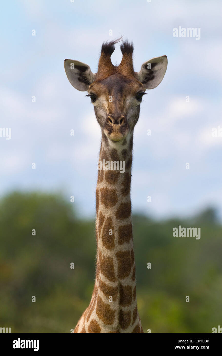 Female giraffe hi-res stock photography and images - Alamy