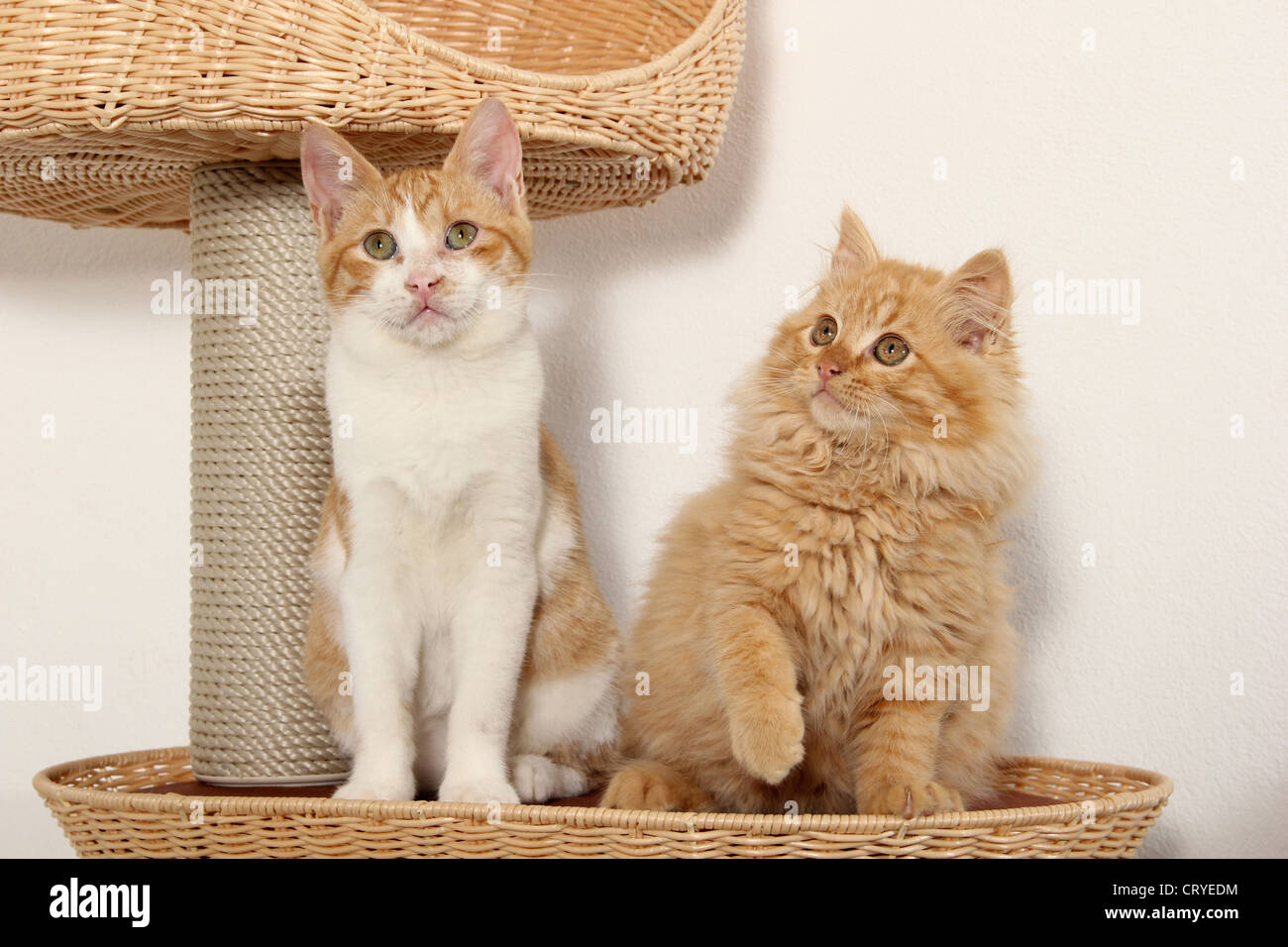 Domestic Cat Two individuals sitting scratching pole Stock Photo - Alamy