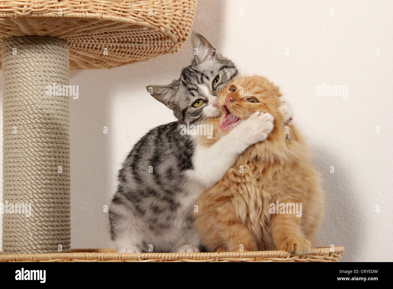 Pole fighting hi-res stock photography and images - Alamy