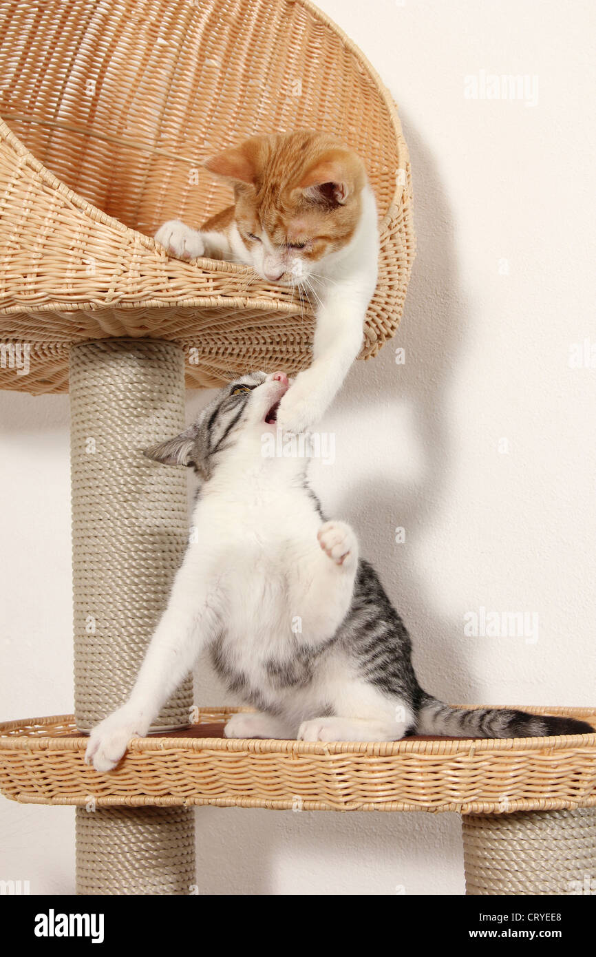 Pole fighting hi-res stock photography and images - Alamy