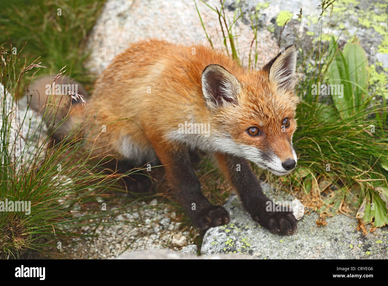 young mountain fox in nature Stock Photo - Alamy