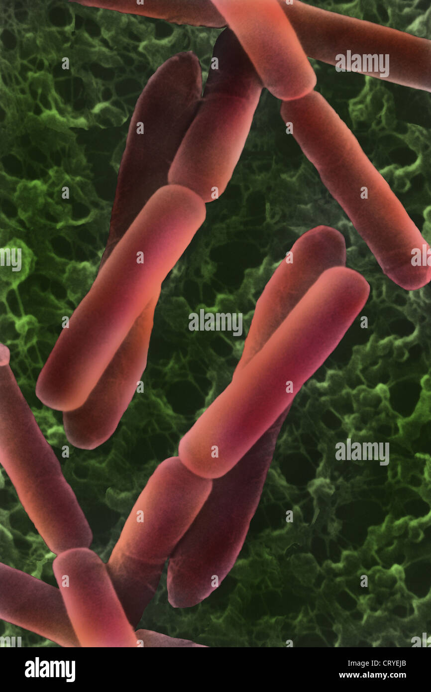 Subtilis hi-res stock photography and images - Alamy