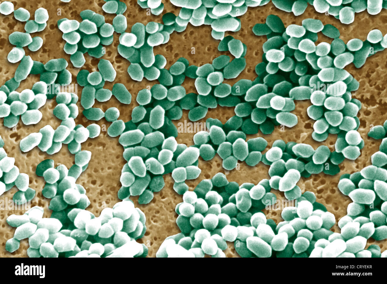 Listeria microscope hi-res stock photography and images - Alamy