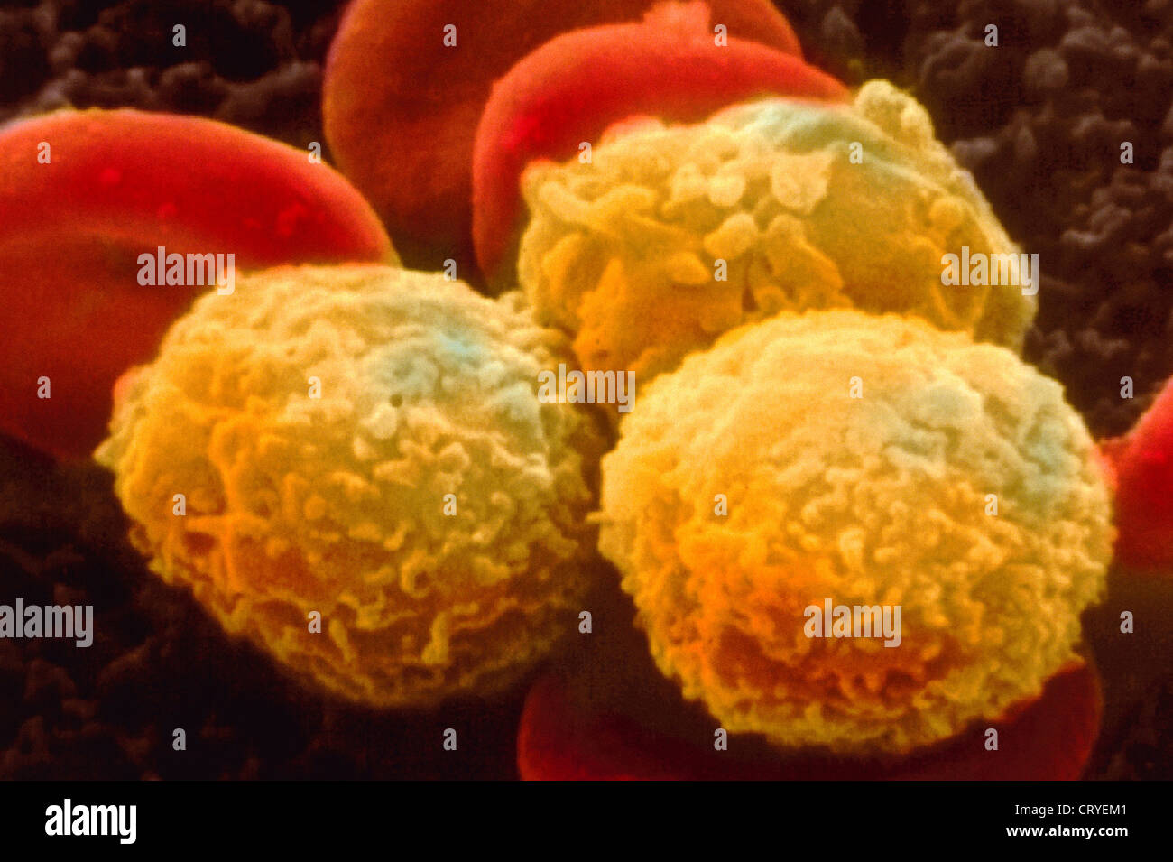Sem blood red white cells hi-res stock photography and images - Alamy