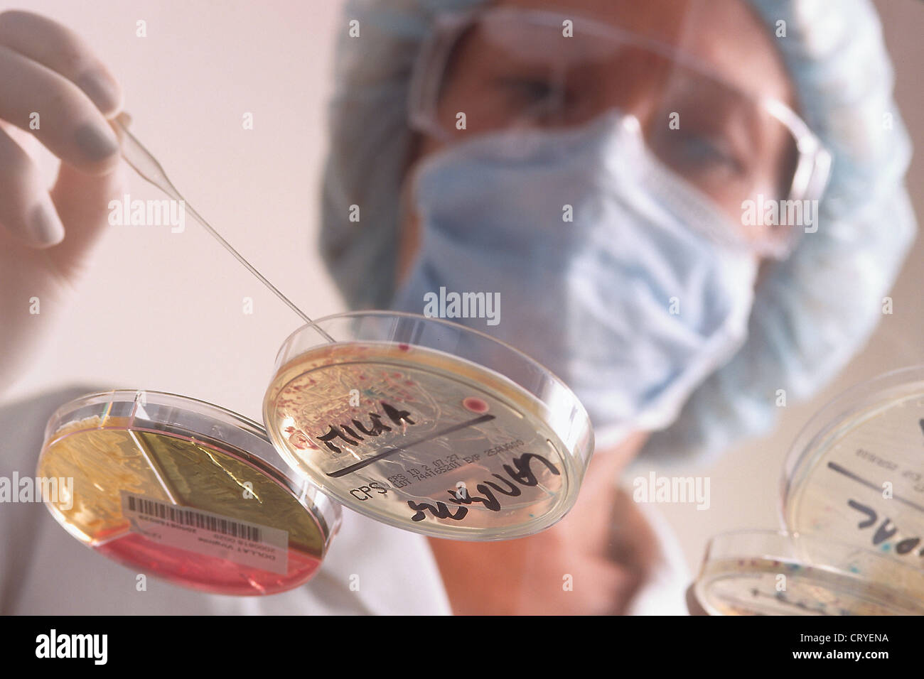 Prokaryote petri dish hi-res stock photography and images - Alamy