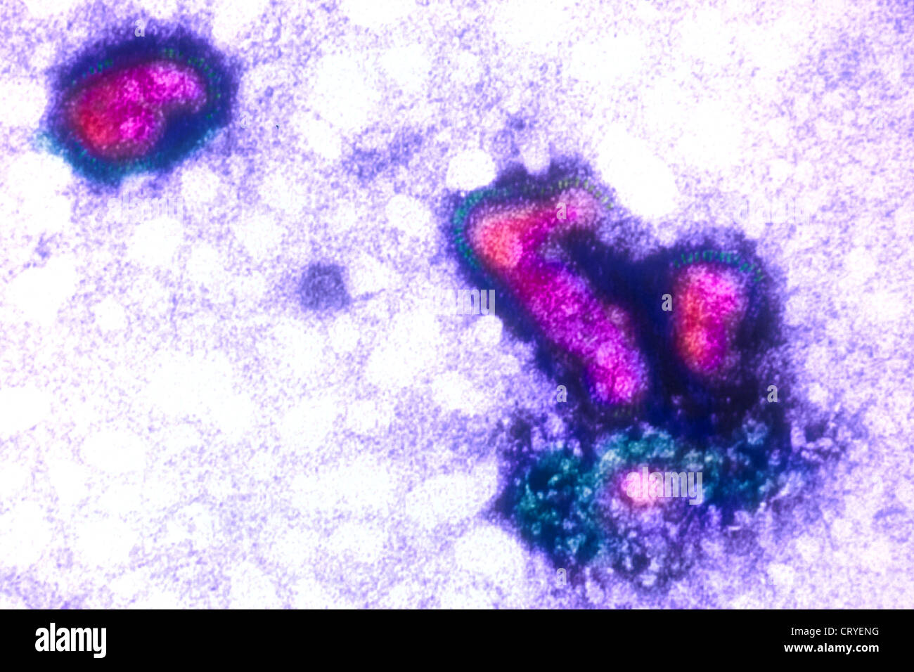 INFLUENZA A VIRUS, TEM Stock Photo - Alamy