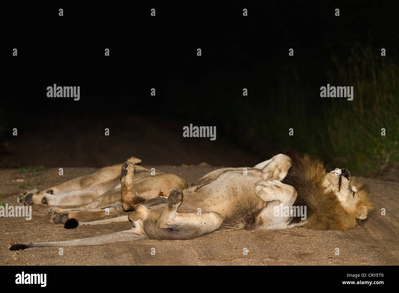 Lion lying on back hi-res stock photography and images - Alamy