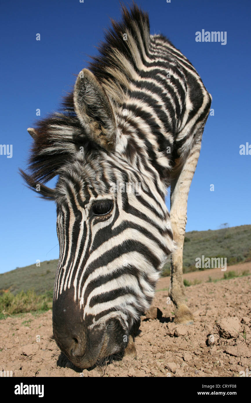 Zebra on a hill Stock Photo - Alamy