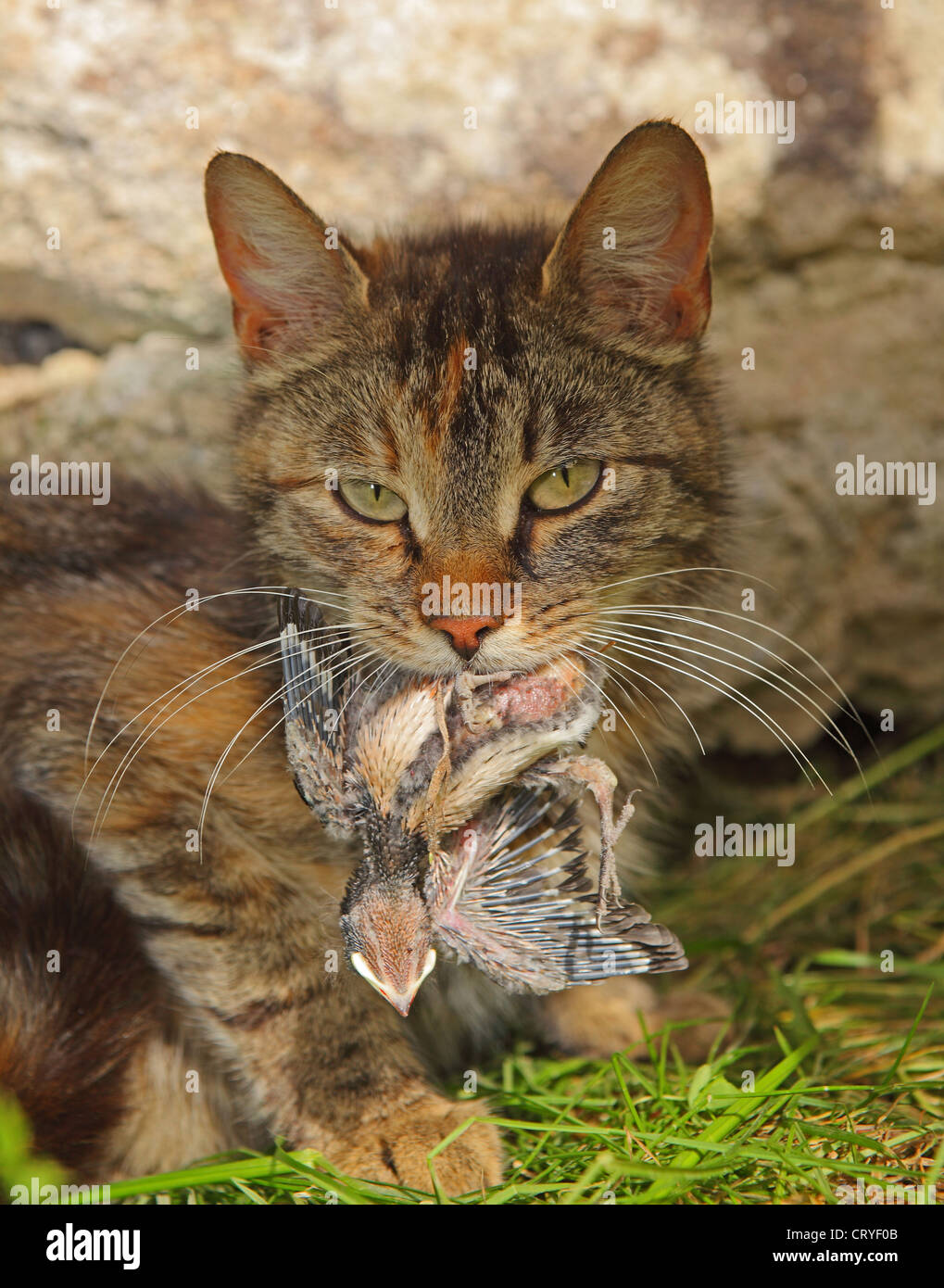 Cat With Bird In Mouth