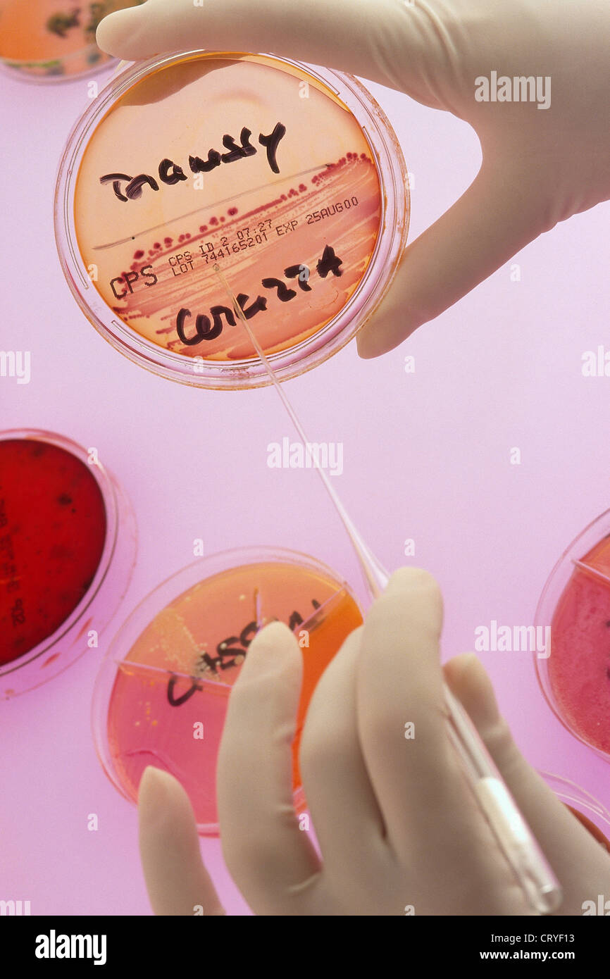 Escherichia coli colonies hi-res stock photography and images - Alamy