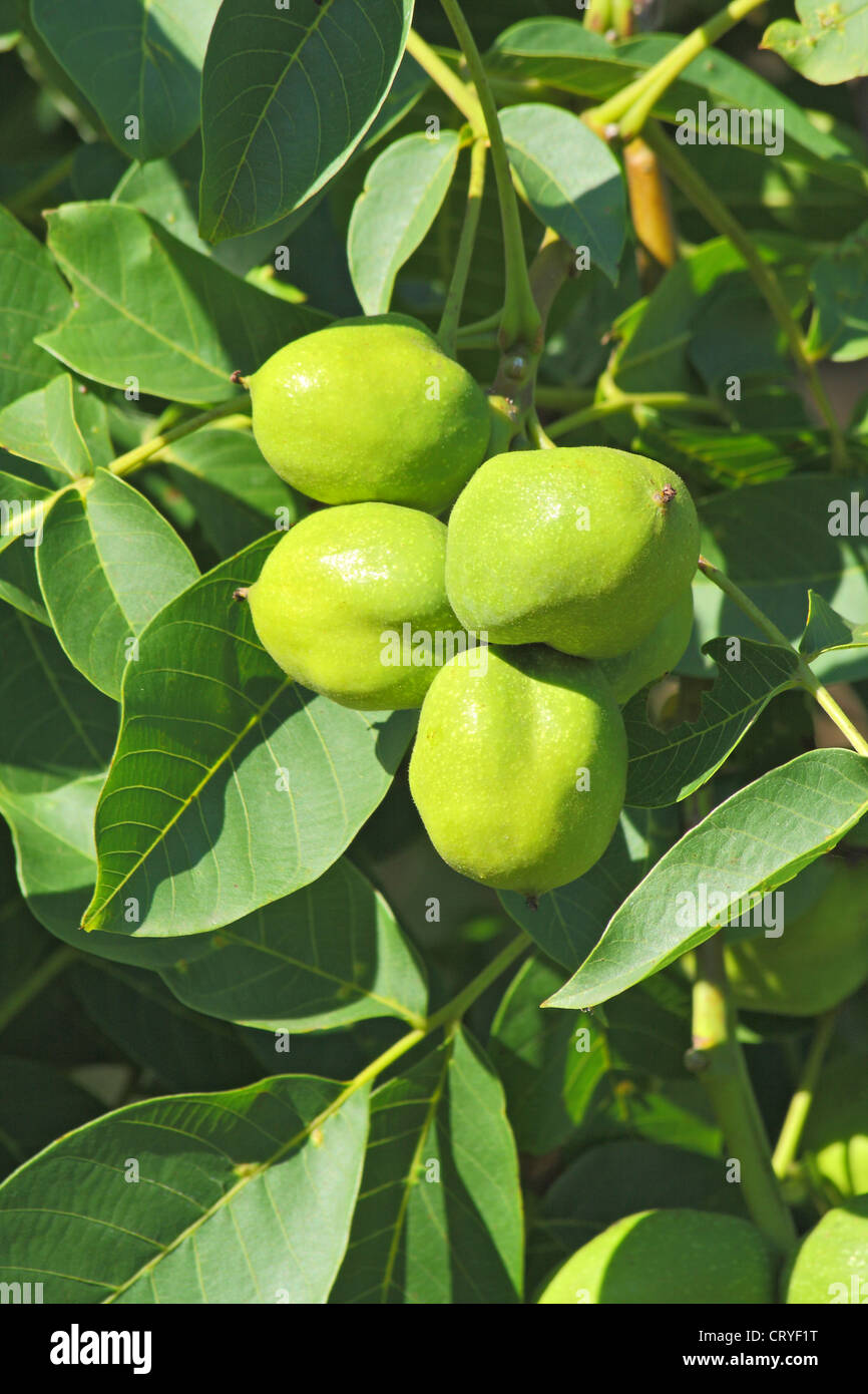 branch with a four green unripe walnuts Stock Photo - Alamy