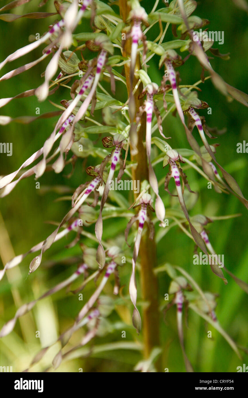 lizard orchid Himantoglossum hircinum Stock Photo - Alamy