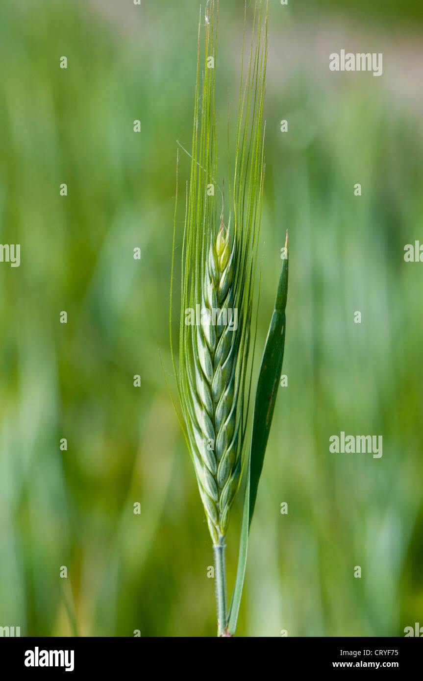 close-up of green blade of corn Stock Photo - Alamy
