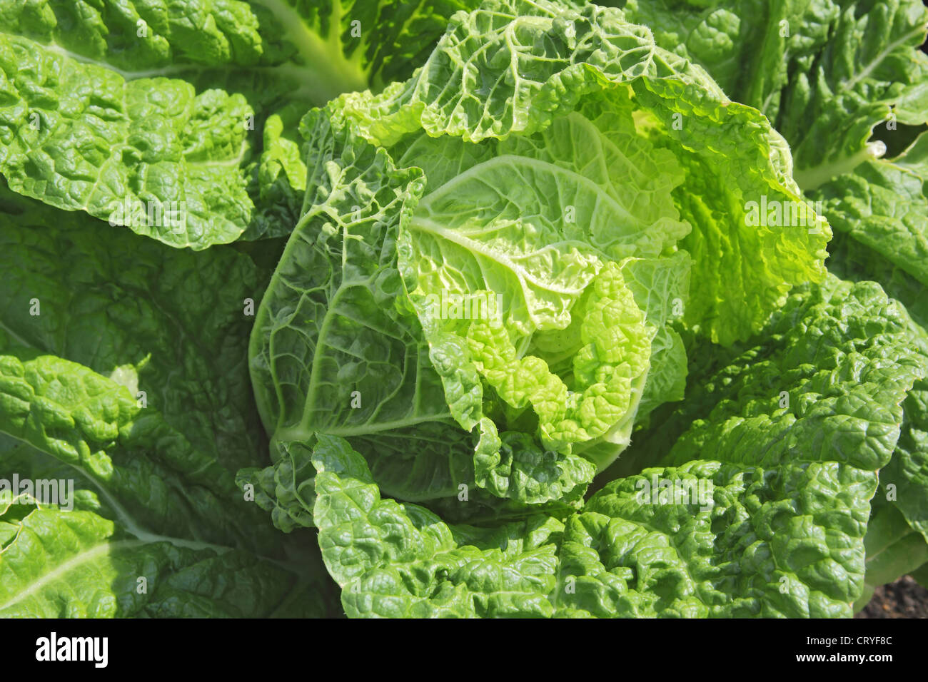 Close up of a head of kale Stock Photo - Alamy