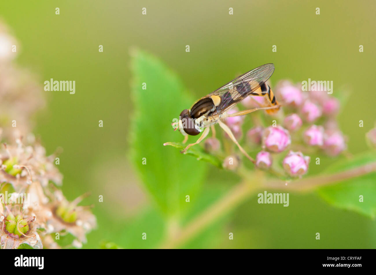 Hoverfly on pollen of a pink flower Stock Photo - Alamy