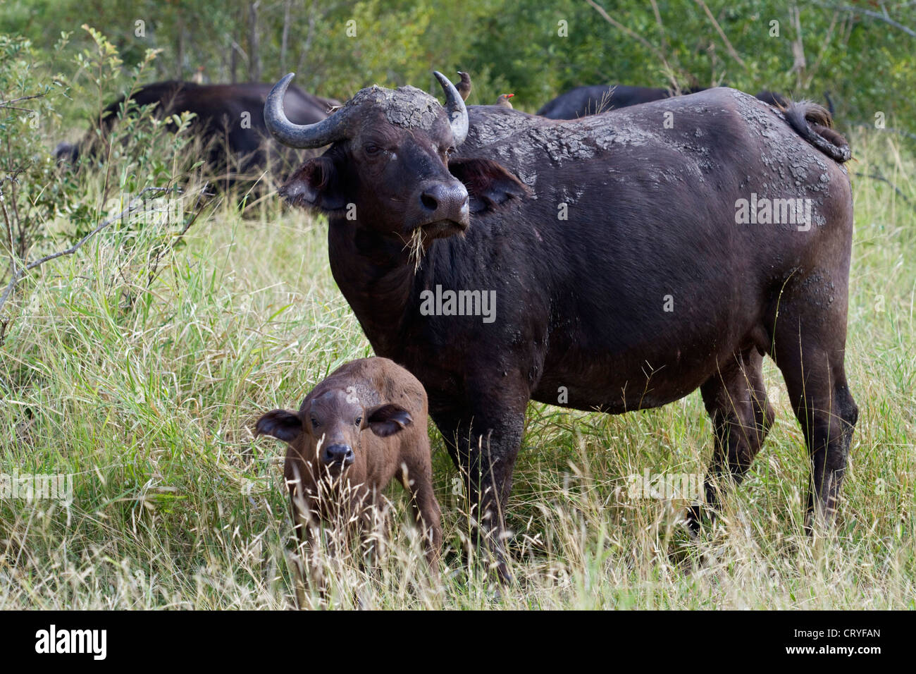Buffalo cow and young calf Stock Photo - Alamy