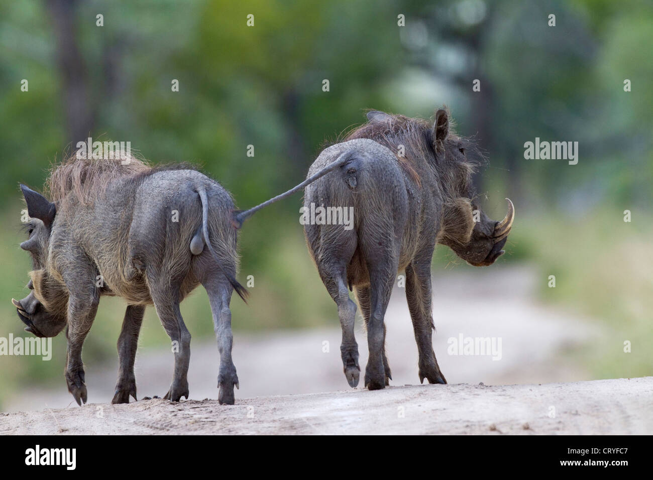 Pair of warthogs hi-res stock photography and images - Alamy