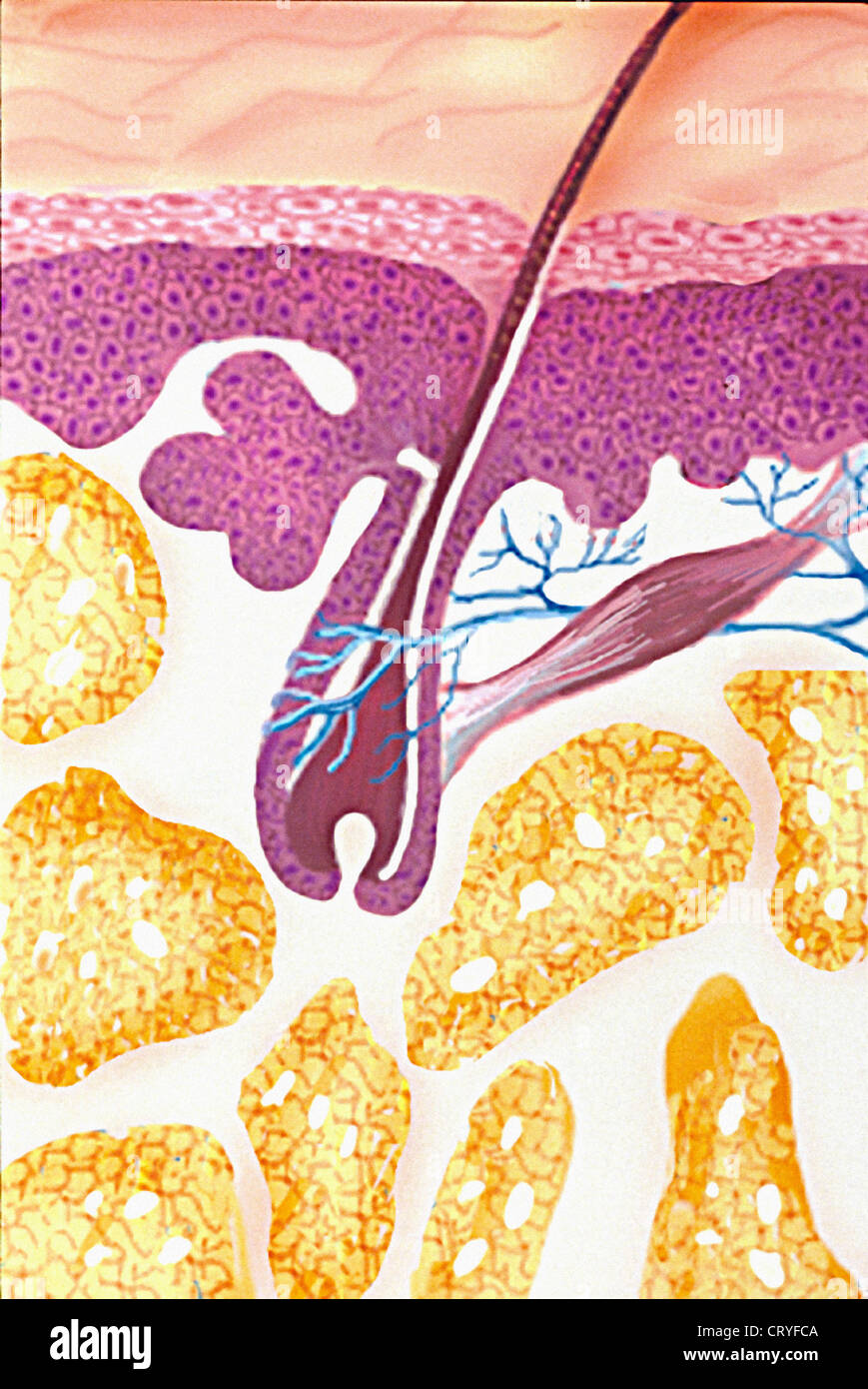 Hypoderm hi-res stock photography and images - Alamy